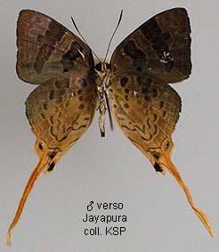 Papua Insects Foundation (Lepidoptera/Lycaenidae/Lycaeninae(Bindahara ...